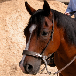 Horseback Riding & Equestrian Classes | Riding Coach | Los Angeles, CA